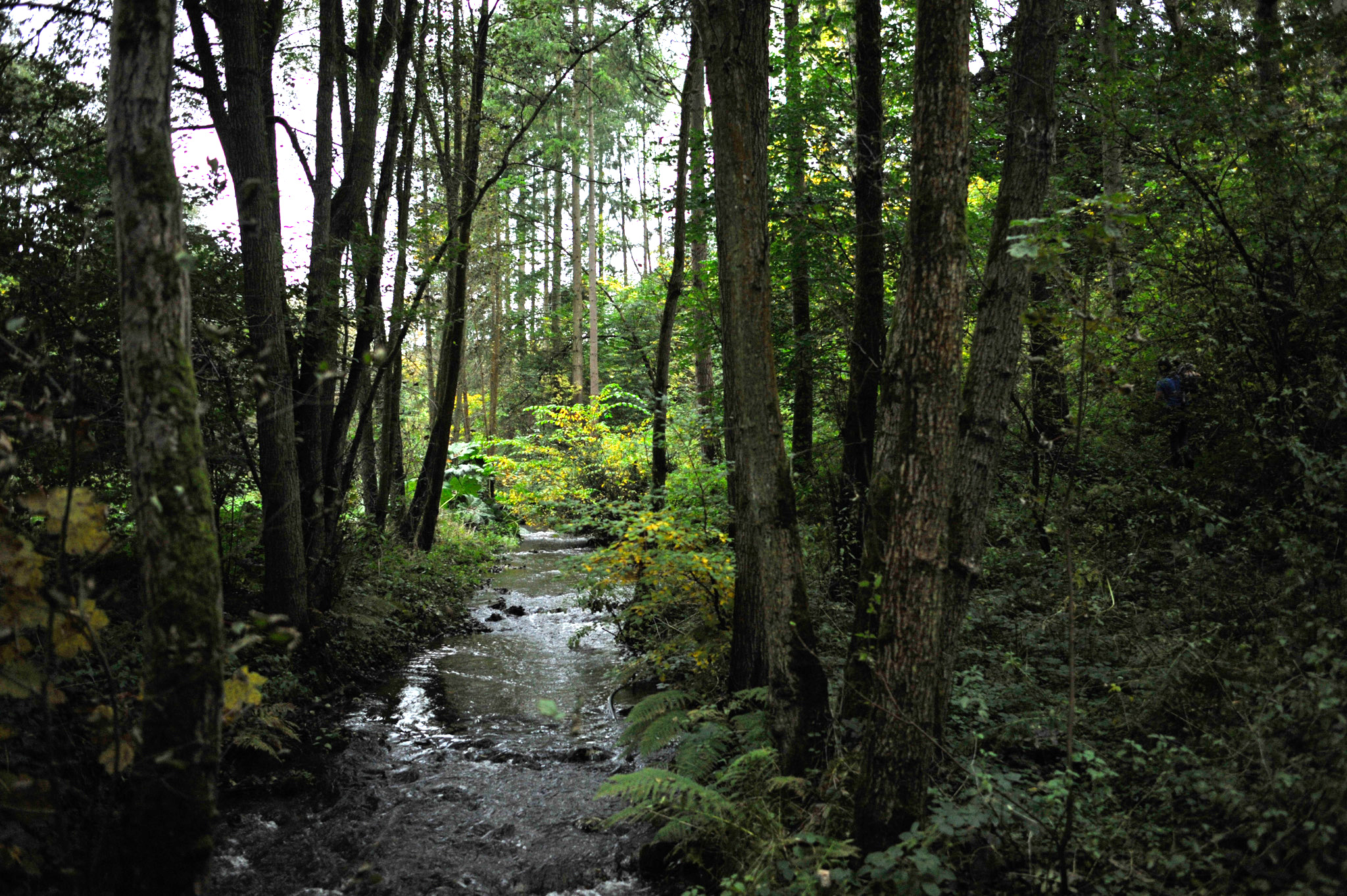 NatureTrail_RIVER - Redwood Valley