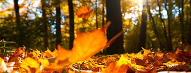 leaves - Redwood Valley