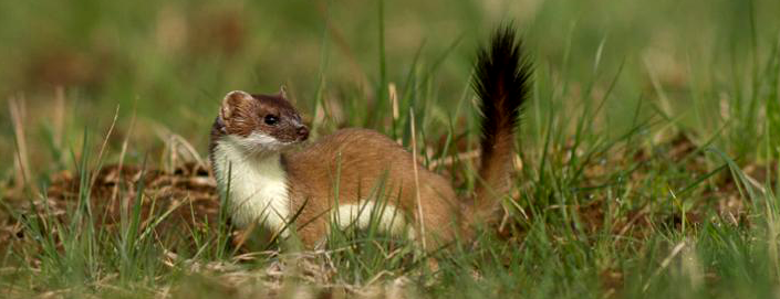 stoat - Redwood Valley