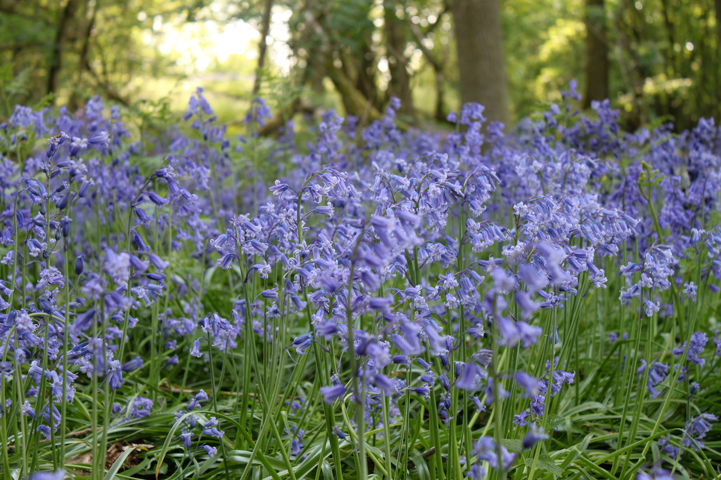 Bluebells - Redwood Valley