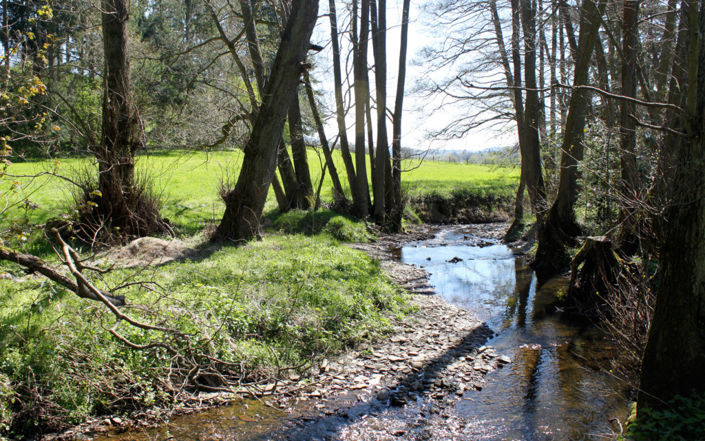Brook & meadow - Redwood Valley