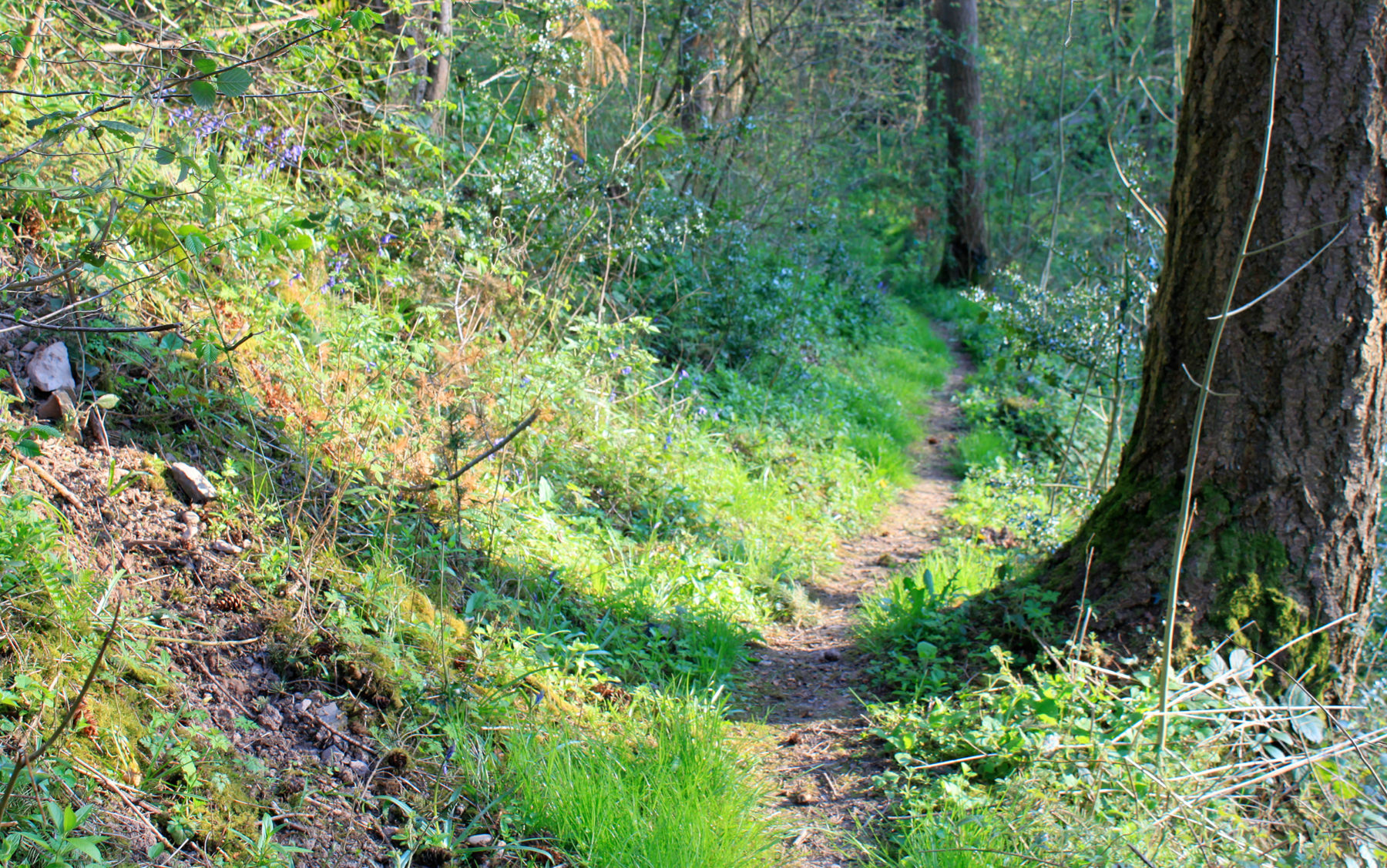 Nature trail in spring - Redwood Valley