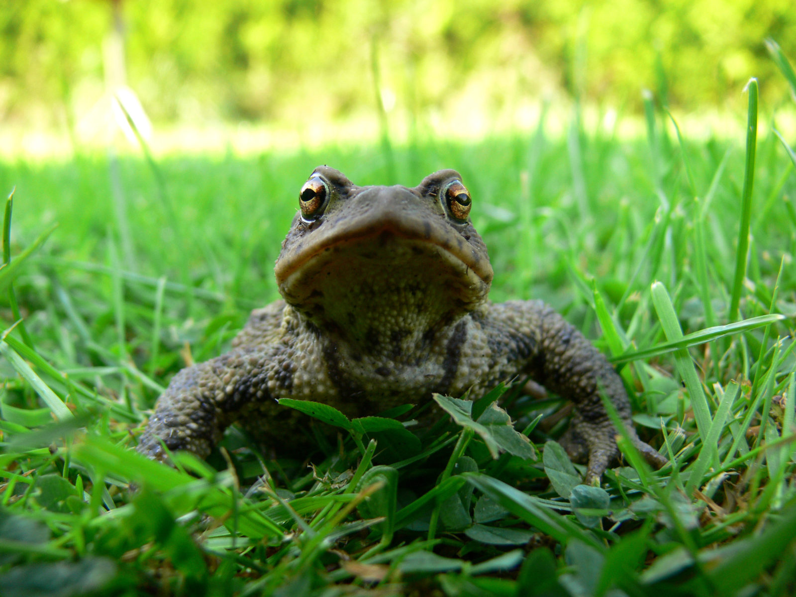 Common toad - Redwood Valley